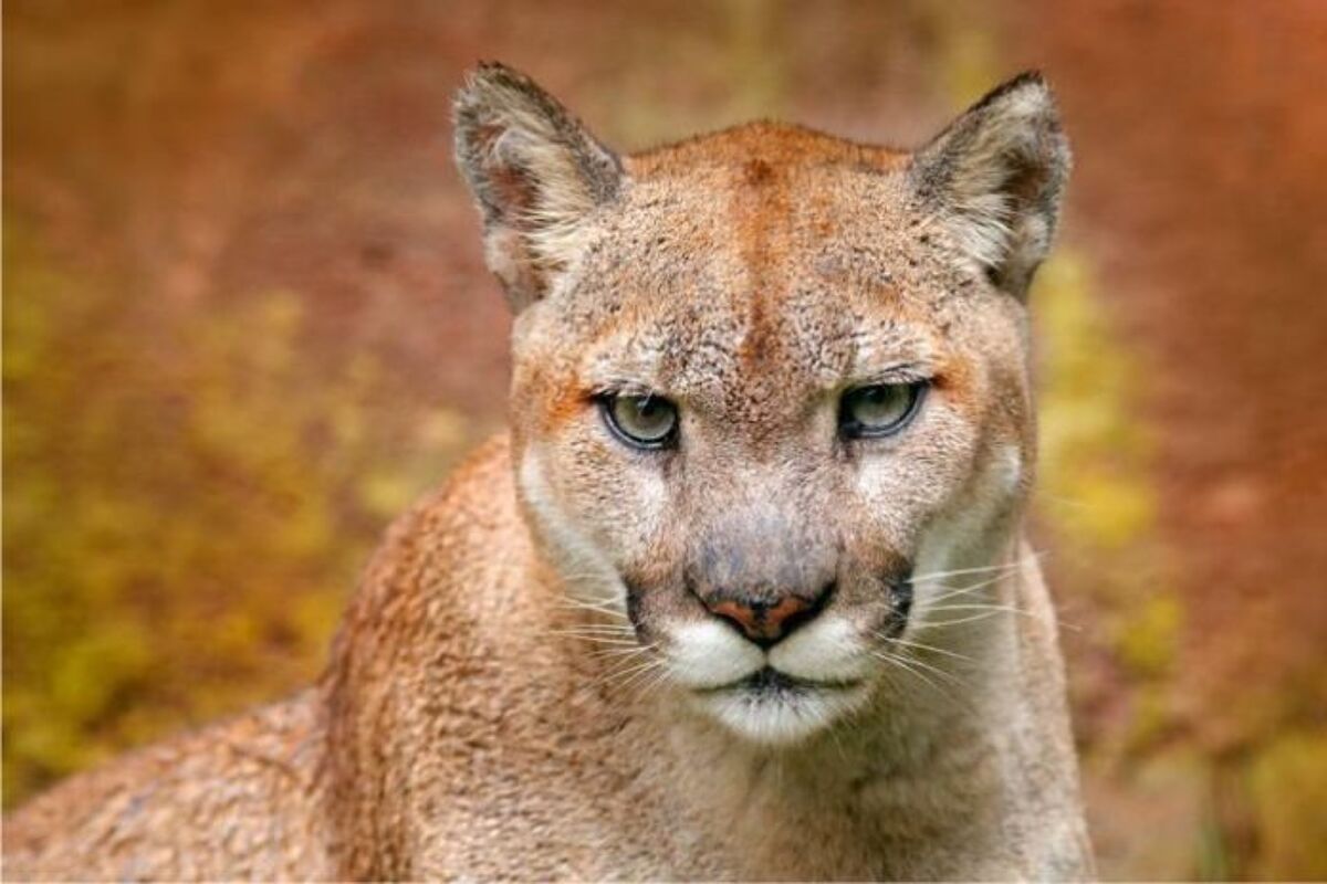 Puma ataca a un niño de cuatro años en el parque nacional Olympic de ...